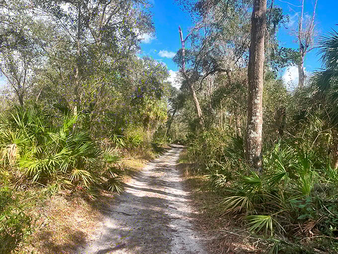 Nature's hallway beckons with sandy paths flanked by saw palmettos. No designer could craft a more perfect Florida walkway.