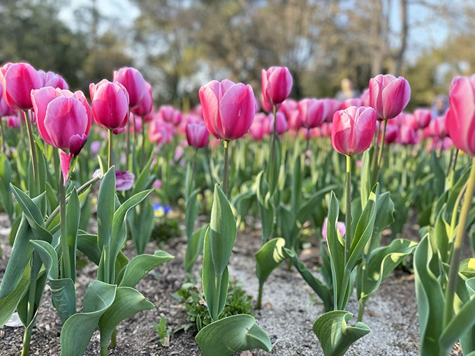 These tulips stand at attention like nature's honor guard, their vibrant pink hues a reminder that sometimes the best shows in LA don't require tickets.