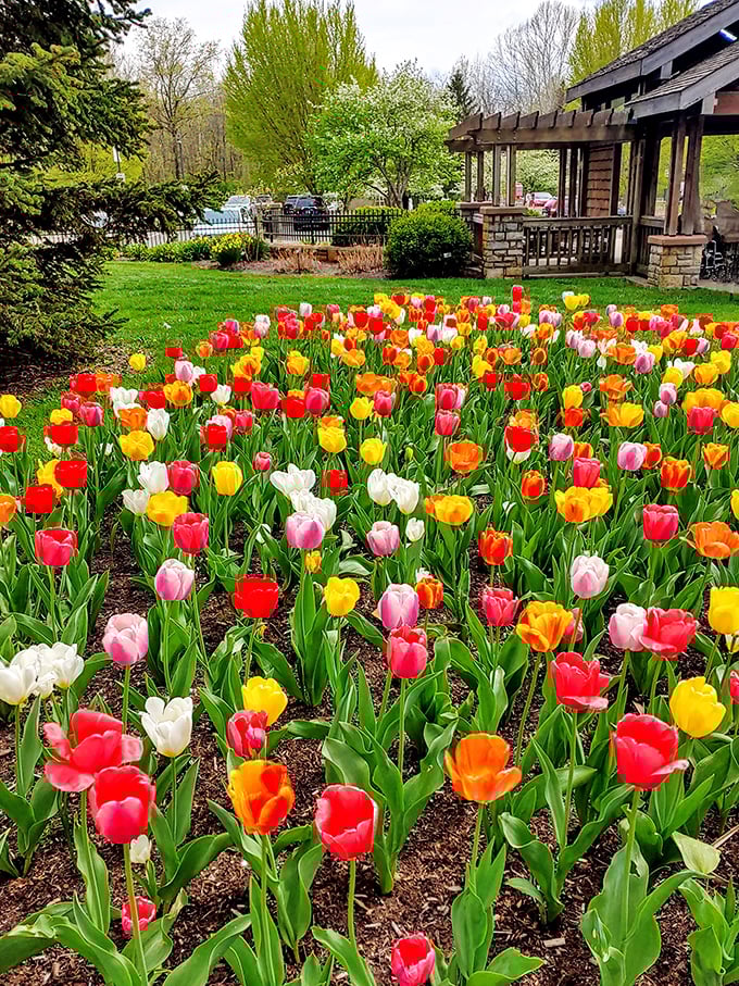 Nature's color palette on full display. These tulips aren't just growing&mdash;they're performing, like the botanical equivalent of Broadway in Ohio.