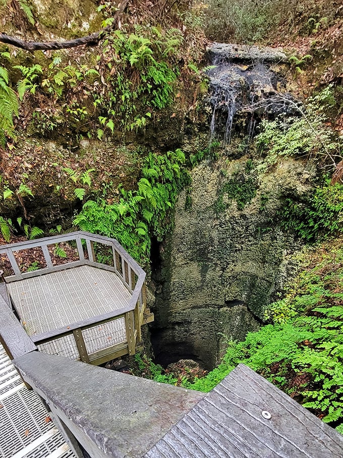 The money shot &ndash; this viewing platform offers the perfect vantage point to peer into the cylindrical abyss where water vanishes into Florida's underground labyrinth.