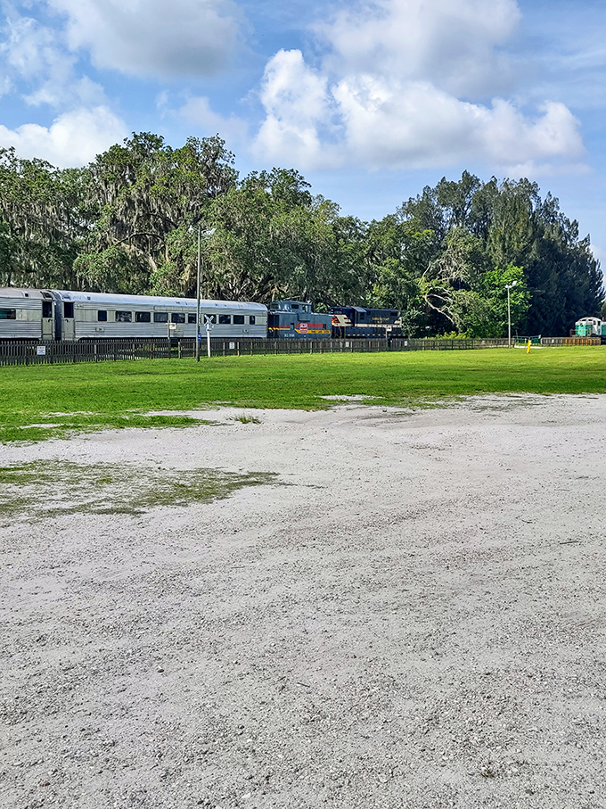Where rails meet wilderness: The Florida Railroad Museum's vintage trains rest majestically against a backdrop of Spanish moss-draped oaks and Florida's endless summer sky.