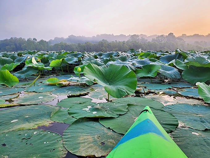 Paddling through lotus gardens feels like navigating a Monet painting that somehow escaped the museum and found freedom.