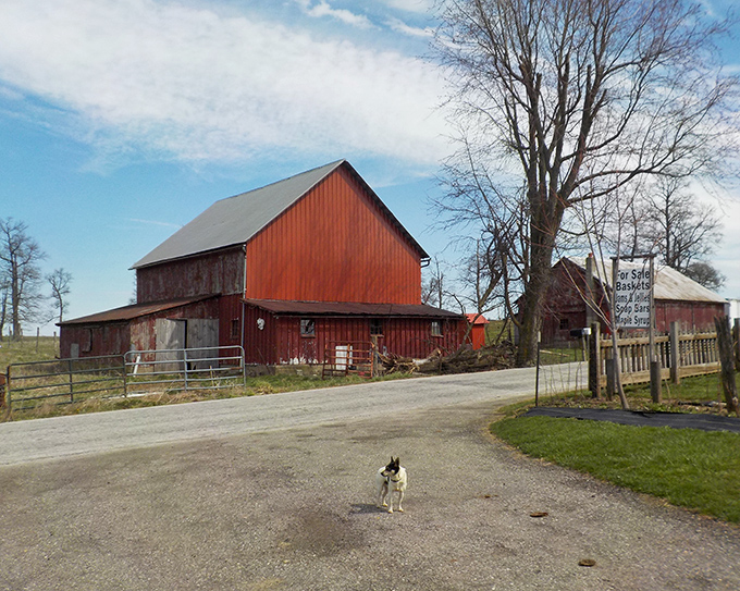 Red barns against green fields prove that the most beautiful things are often the most practical ones.