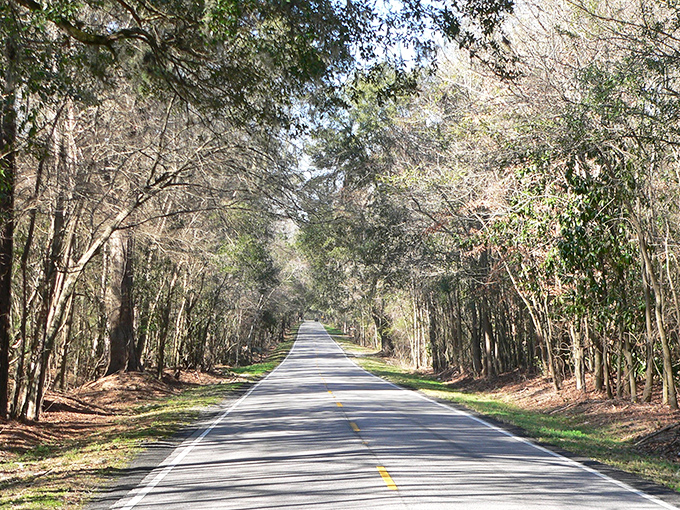 Here's where Southern charm meets natural beauty, creating a drive that soothes souls like comfort food.