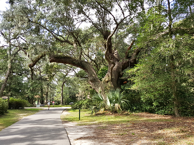This tree-lined corridor whispers stories of generations past while promising peace for weary modern hearts.