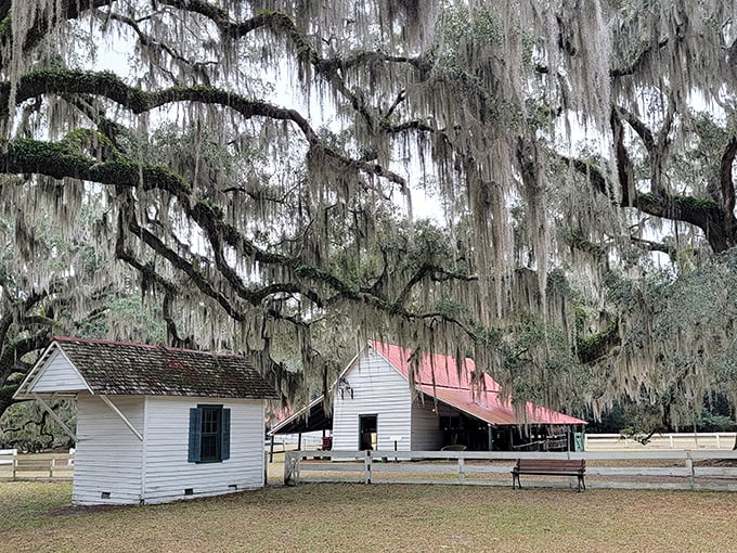 Spanish moss drapes these ancient oaks like nature's own decoration at Hofwyl-Broadfield, creating a quintessentially Southern scene.