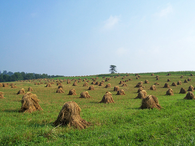 Golden haystacks dot the landscape like nature's buffet table. This is where your food begins its journey!