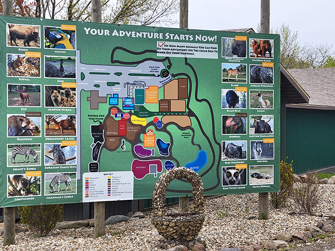 "Your Adventure Starts Now!" promises the Aikman Wildlife Adventure sign, where zebras and bison roam against the unlikely backdrop of Illinois cornfields.