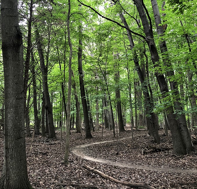 Nature's cathedral awaits on Alma's wooded trails, where the only notifications are birdsong and rustling leaves.
