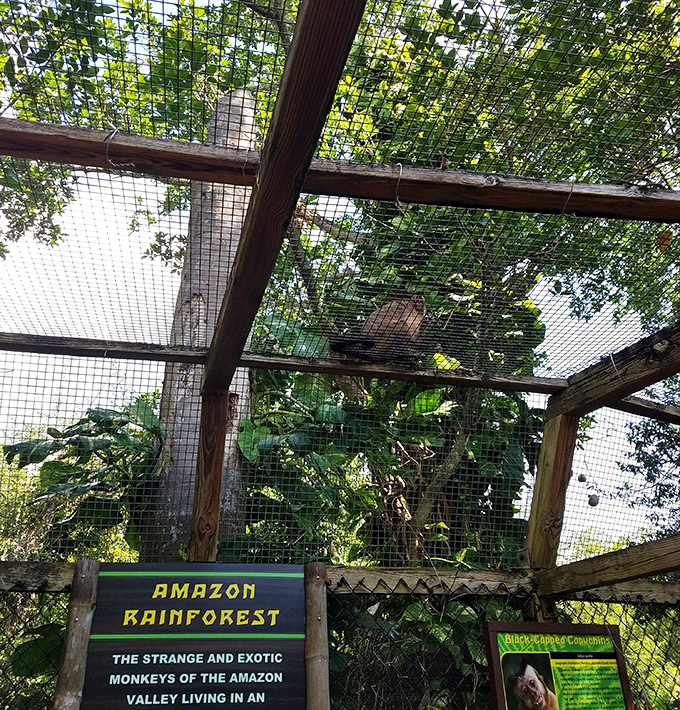 The Amazon Rainforest exhibit brings a slice of South America to Miami, minus the passport requirements and questionable mosquito repellent. 