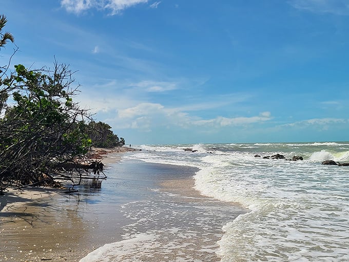 Where the wild things are! Caspersen's natural shoreline offers a refreshing alternative to the manicured beaches that dominate Florida's coast.