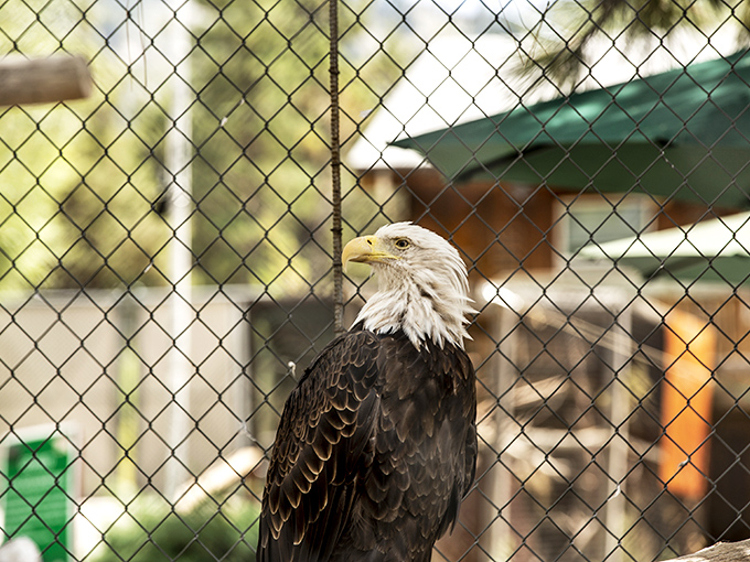 This majestic bald eagle at the Alpine Zoo reminds us that some residents of Big Bear have better views than the tourists.