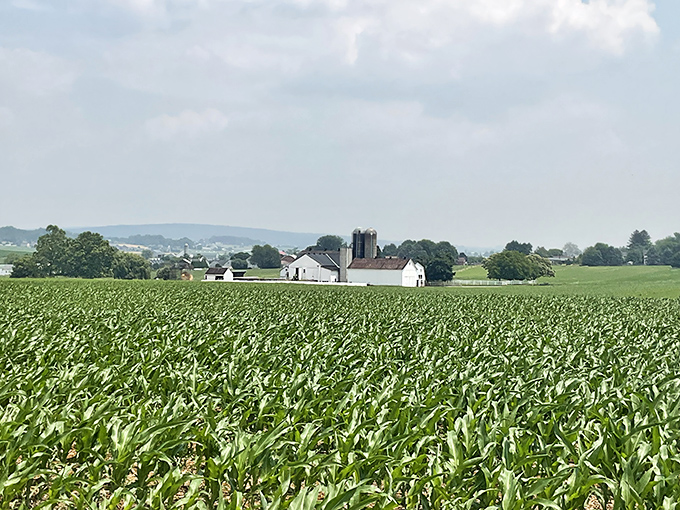 Fields of corn stretch toward distant farmhouses &ndash; the original farm-to-table movement has been happening here for generations without the trendy hashtags.