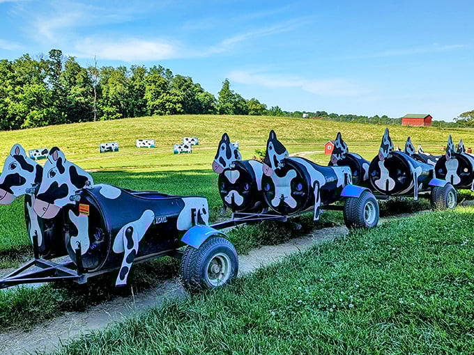 All aboard the moo-choo train! These bovine carriages promise a ride that's utterly delightful for little farmers-in-training.