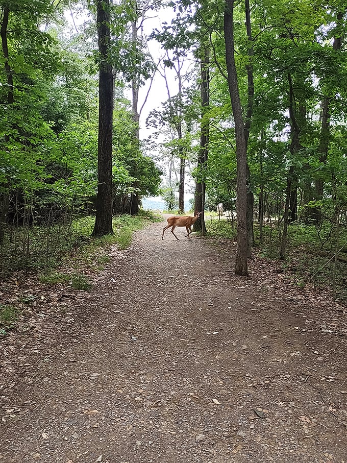 Wilderness commuter caught mid-journey. This deer probably has better work-life balance than most of us&mdash;no email checking in these woods.