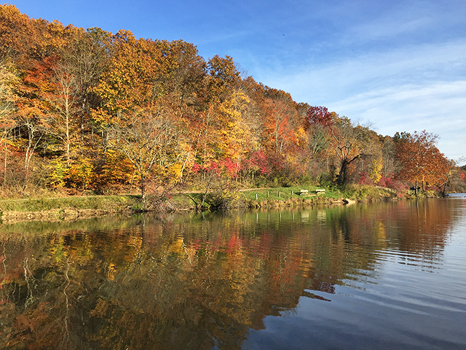 Autumn transforms ordinary trees into Ohio's answer to a Monet painting, minus the museum admission fee.