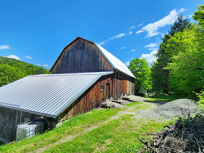 This weathered barn has seen more Pennsylvania seasons than most of us have had birthday cakes. Its rustic charm perfectly complements the autumn landscape.
