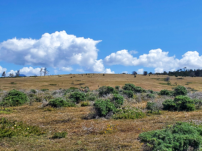 Fiscalini Ranch Preserve offers golden hillsides meeting endless sky&mdash;California's version of what heaven probably looks like on a good day.