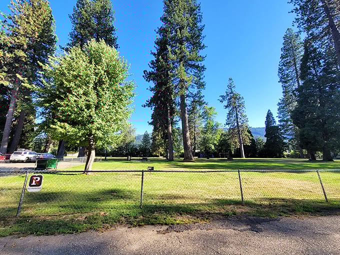 At Gansner Park, the trees stand tall like nature's skyscrapers, but unlike their city counterparts, these giants actually improve your blood pressure.