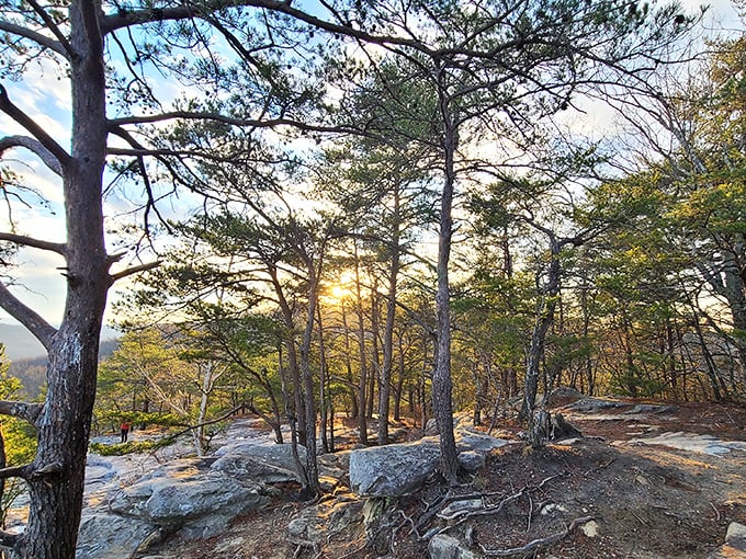 Sunlight filters through pine sentinels, creating nature's own cathedral ceiling. The trail beckons with promises of views worth every step.