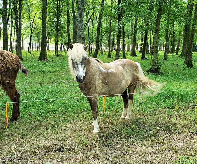 This dappled beauty could be the cover model for "Equine Monthly," sporting that windswept mane that humans pay salons fortunes to achieve.