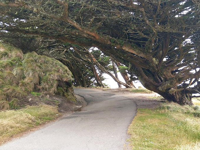 Wind-sculpted cypress trees stand guard along the path, their twisted forms telling tales of storms weathered and visitors welcomed.