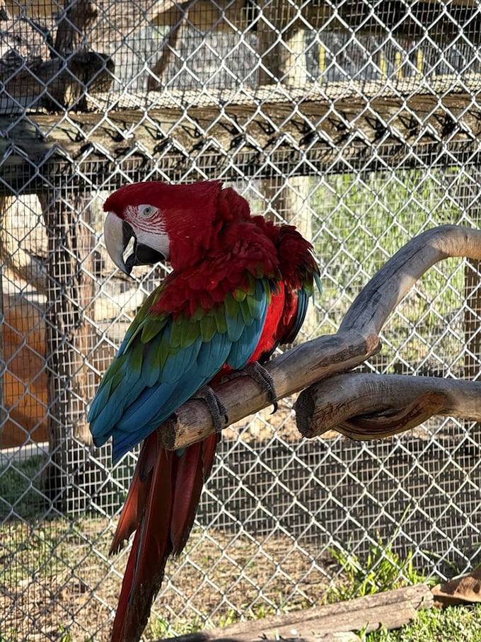 Tropical splendor amid the reptiles! This macaw's vibrant plumage provides a colorful counterpoint to all the scaly residents.