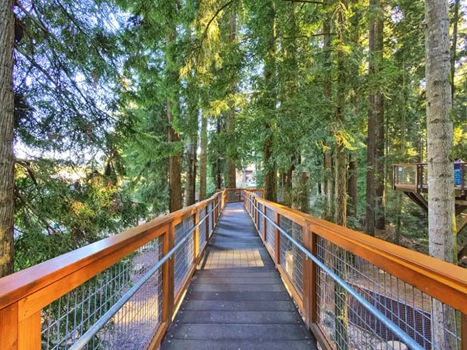 This elevated walkway through Sequoia Park Zoo feels like stepping into a treehouse fantasy. The redwoods whisper secrets only those who pause can hear.