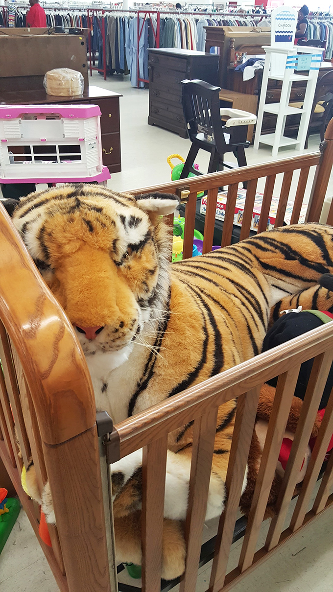 Not every day you find a life-sized tiger lounging in a crib. This magnificent beast awaits adoption at a fraction of zoo admission.