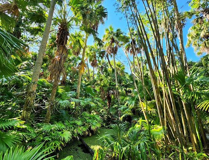 Sunlight filters through a cathedral of palms and bamboo, creating nature's own stained-glass effect. Florida's answer to Notre Dame.