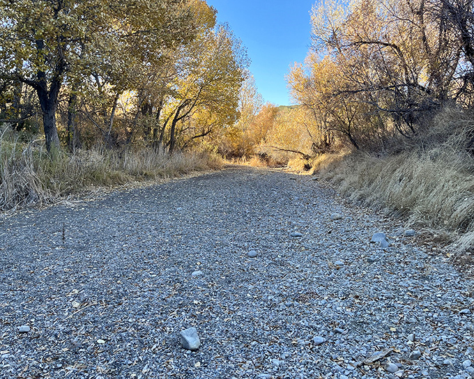 The trail beckons through a corridor of autumn gold. Walking here feels like strolling through nature's cathedral, complete with leafy stained glass.