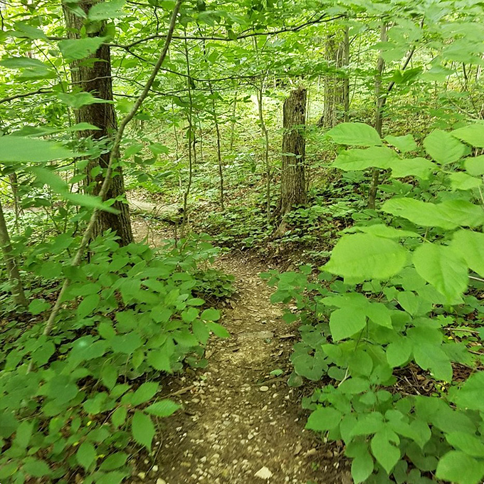 Forest trails wind like nature's own choose-your-own-adventure book through 300-million-year-old storytelling.