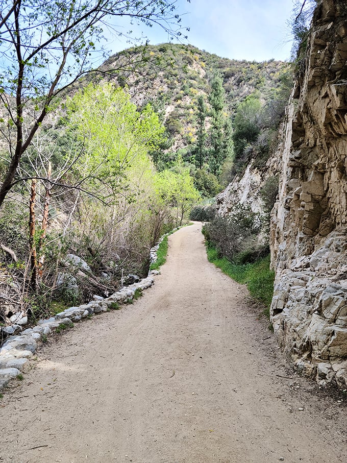 Nature's hallway &ndash; this stretch of Trail Canyon trail offers shade and scenery in equal measure.