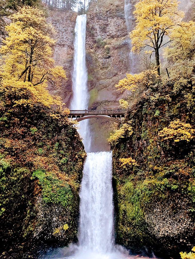 Multnomah Falls' iconic bridge frames the cascading water like a perfect picture window, surrounded by autumn's golden performance.