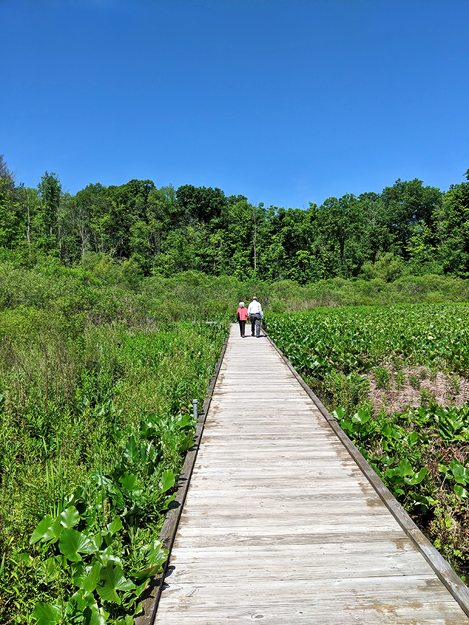 Nature's boardwalk invites exploration through wetlands teeming with life. Two adventurers discover that sometimes the best conversations happen while walking a wooden path.