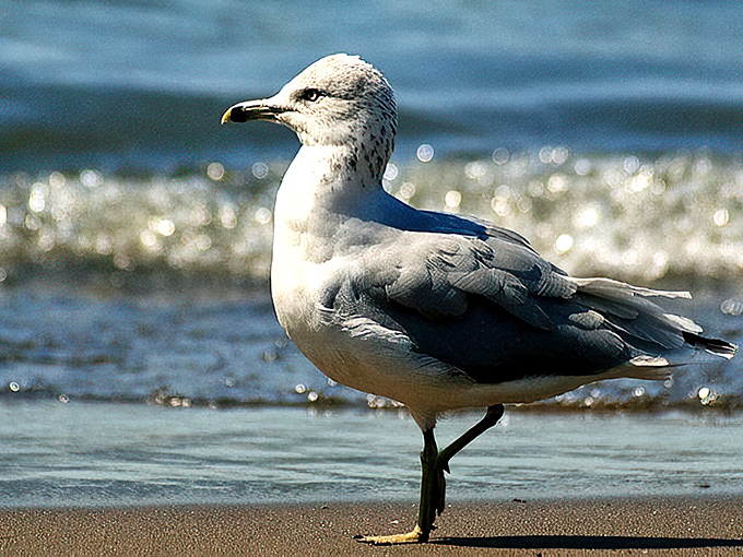 A feathered local struts confidently along the shoreline, clearly aware this is prime Lake Erie real estate.