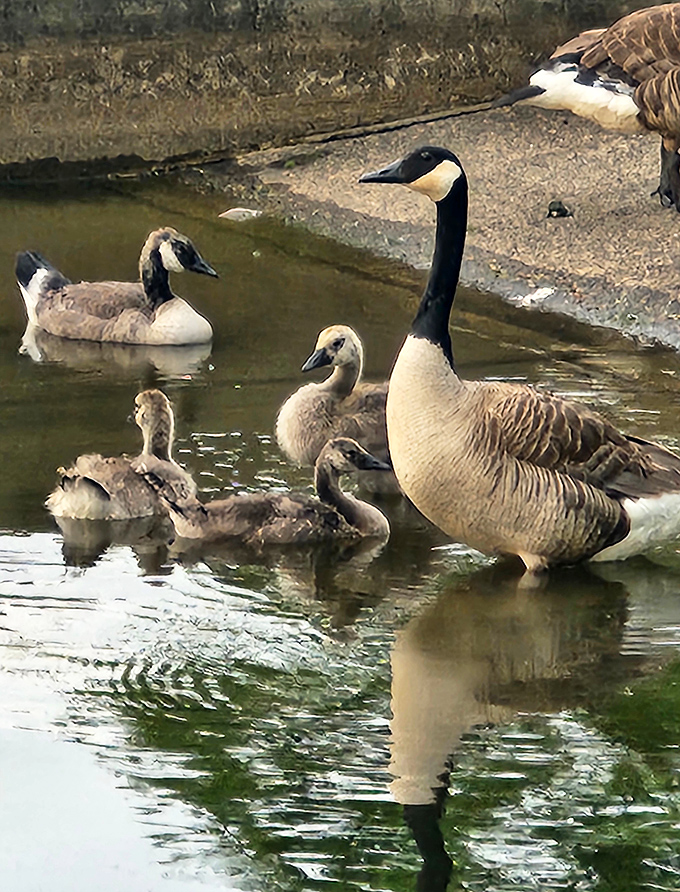 The Canada goose family outing&mdash;where Mom and Dad still can't get the kids to pose properly for the holiday card photo.