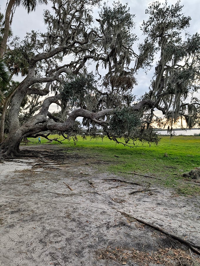 This magnificent oak, draped in Spanish moss like nature's own Liberace, has witnessed centuries of Florida history while barely lifting a branch.