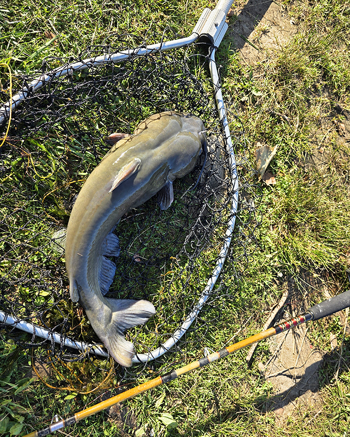 Fresh catfish from these waters - proof that the best catches come to those who wait.