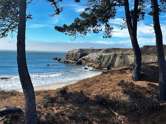 Mother Nature's masterpiece framed by pines – this vista point offers the kind of view that makes smartphone cameras weep with inadequacy.
