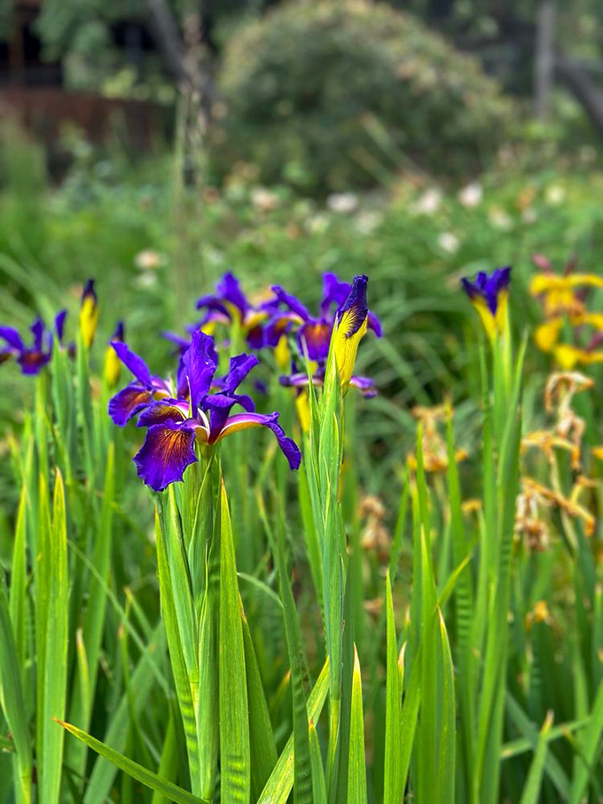 Purple iris blooms reaching skyward like botanical jazz hands. Mother Nature showing off her spring collection with more flair than Fashion Week.
