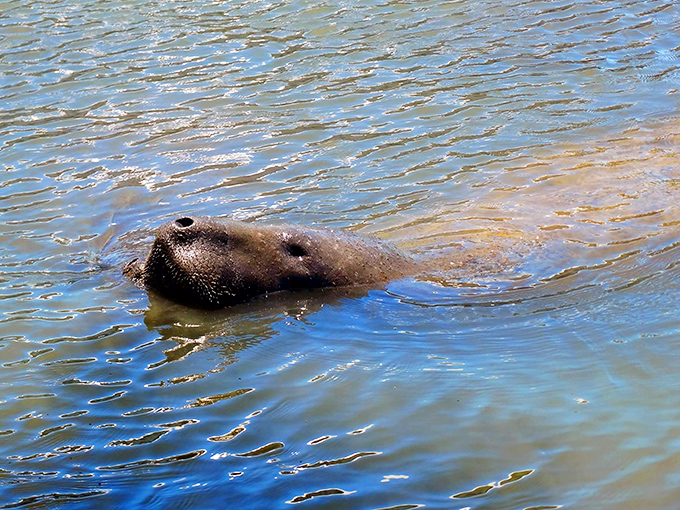 Hello there, sea potato! A curious manatee comes up for a breath, reminding us why they're the gentle teddy bears of Florida's waterways.