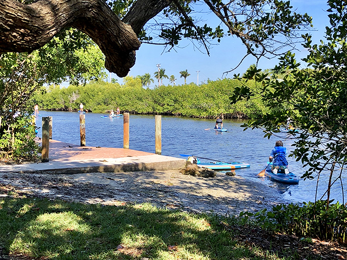 Paradise found: paddleboarders glide through mangrove tunnels, where Florida's natural world reveals itself at the gentle pace of an afternoon tide.
