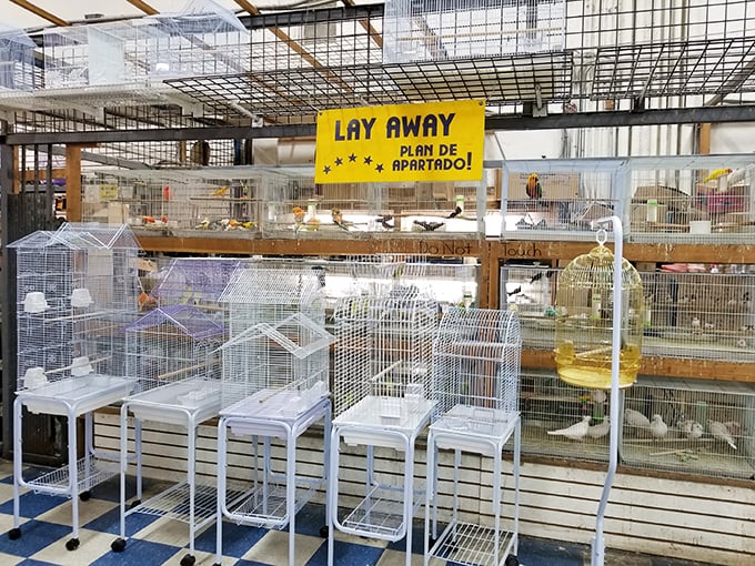 Bird paradise! The "Lay Away" sign feels ironic here&mdash;once you see these feathered friends, you'll want to take one home immediately.