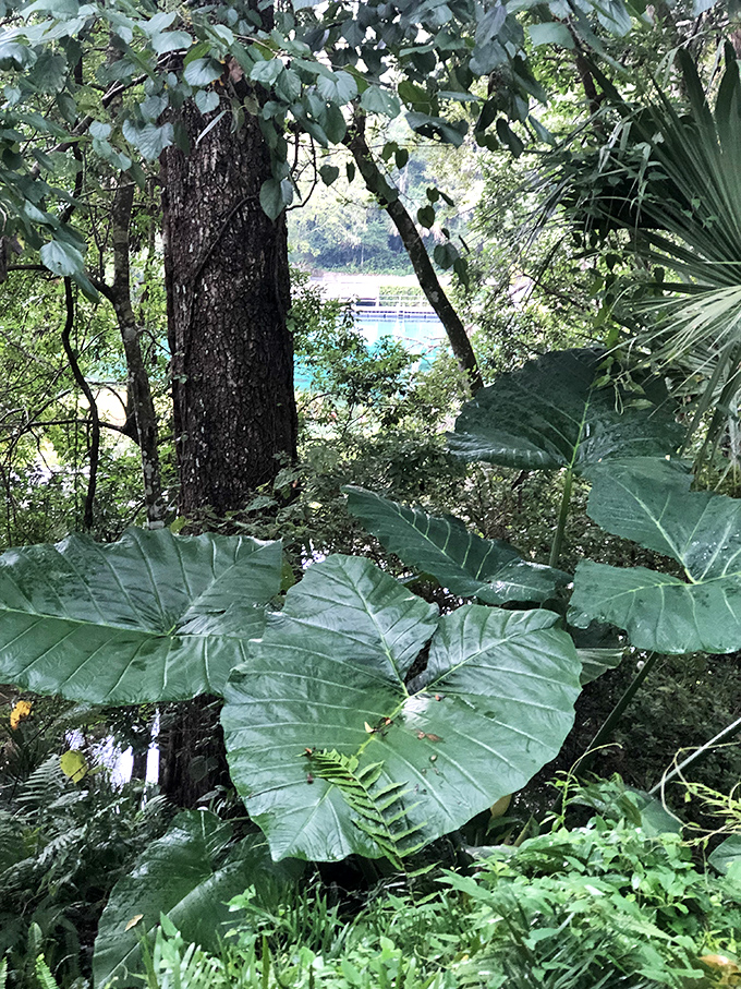 Tropical foliage frames paradise like nature's own picture window, no Instagram filter required.