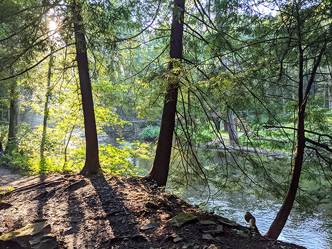 Sunlight plays hide-and-seek through towering hemlocks along the riverbank, creating a dappled paradise that would make Thoreau reach for his notebook.
