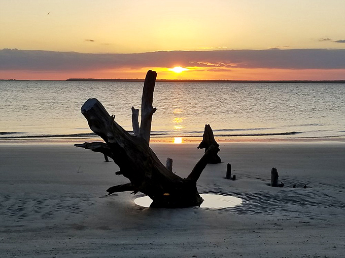 Sunset transforms driftwood into silhouettes worthy of a museum installation. Talk about dinner with a view&mdash;even without the dinner!