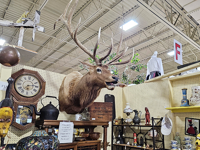 The taxidermy section: where conversations with dinner guests inevitably begin with "Yes, he's always watching us eat."