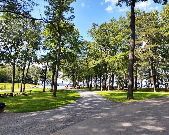 Woodland therapy at its finest. This path through Shikellamy's forest offers the kind of peace you'd normally pay a meditation app subscription for.