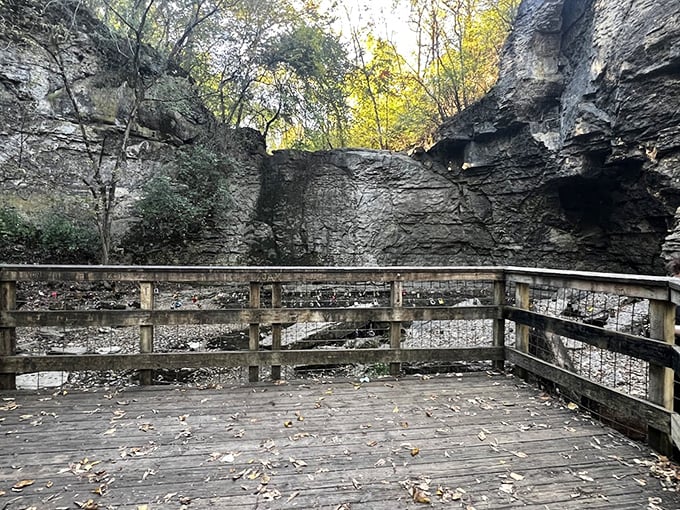 The viewing deck offers front-row seats to nature's theater. No ticket required, just a willingness to be amazed by what's hiding in Dublin's backyard.